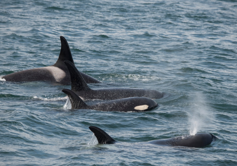 Otrovna stvarnost: Kitovi ubice pokazuju znakove zagađenja iz izlivanja ...