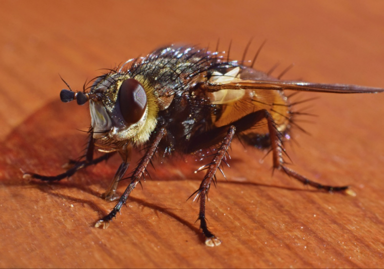 Istraživanje otkriva: Jedan toplotni talas narušava plodnost muva cece ...